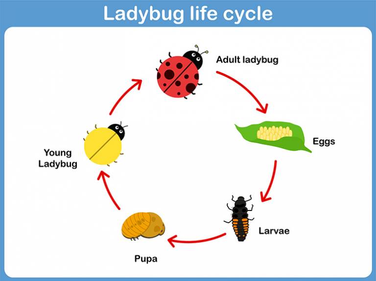 The Life Cycle of An Ant, a Plant, A Bug - Montessori Printables - Get ...