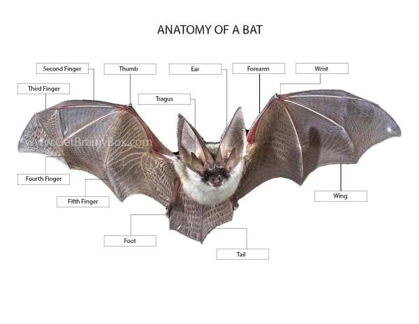 Anatomy of a Bat - Free - Get Brainy Box